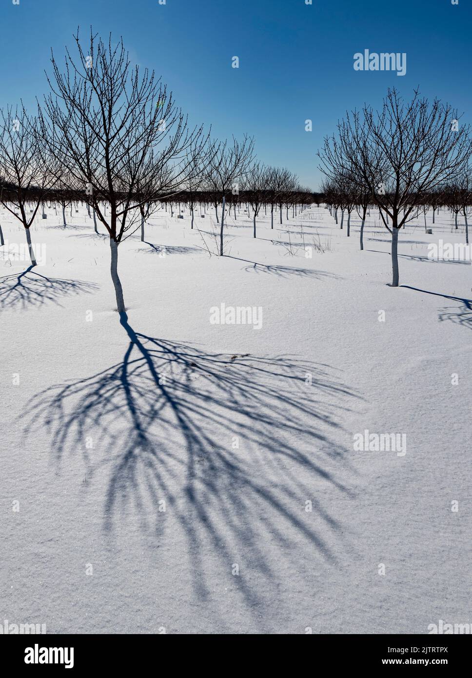 Cherry trees in an orchard cast pronounced shadows in afternoon light ...