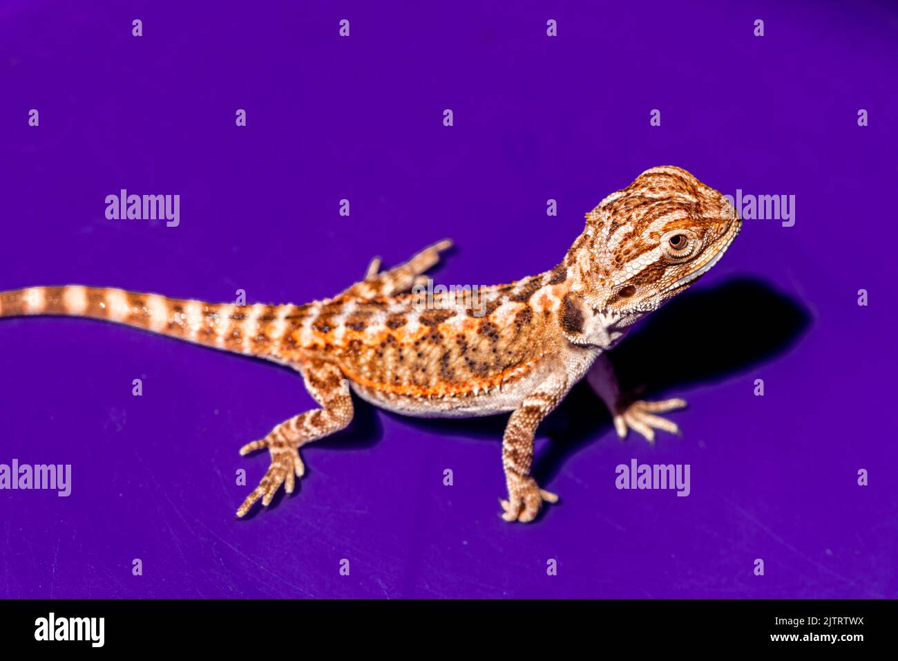 Pogona vitticeps, the central (or inland) bearded dragon, is a species ...