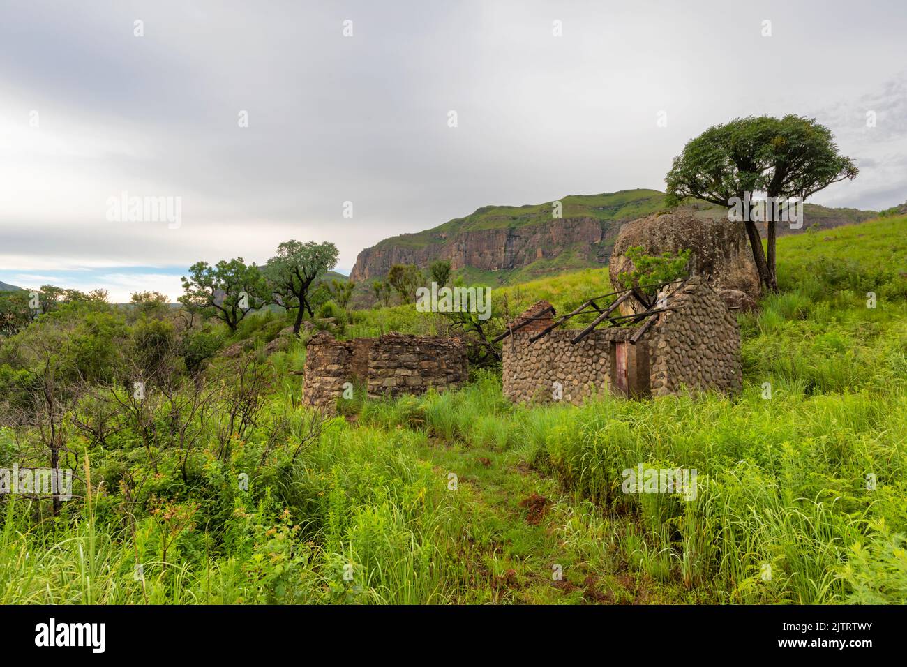 Ruins and cabbage trees in the mountain Drakensberg South Africa Stock ...