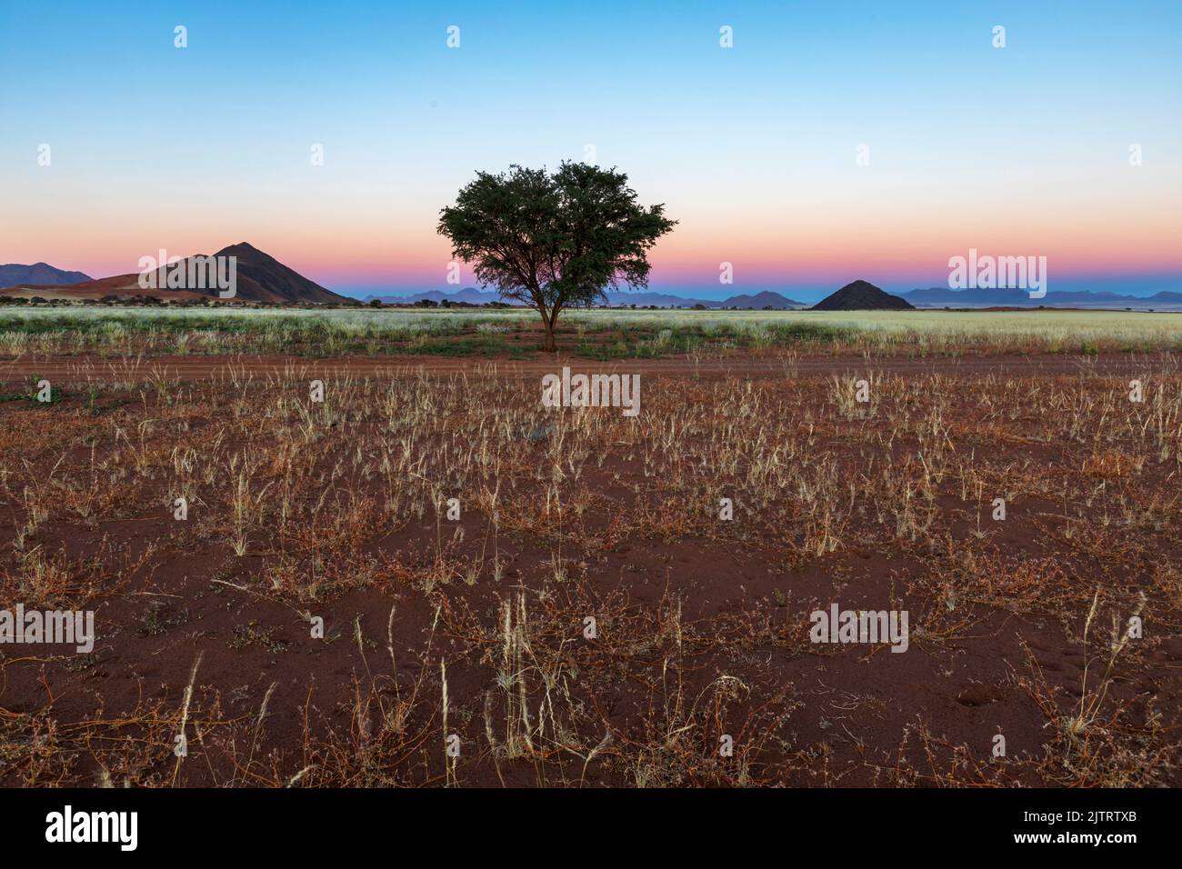 Blue and pink light above the horizon before sunrise Namibia Stock ...
