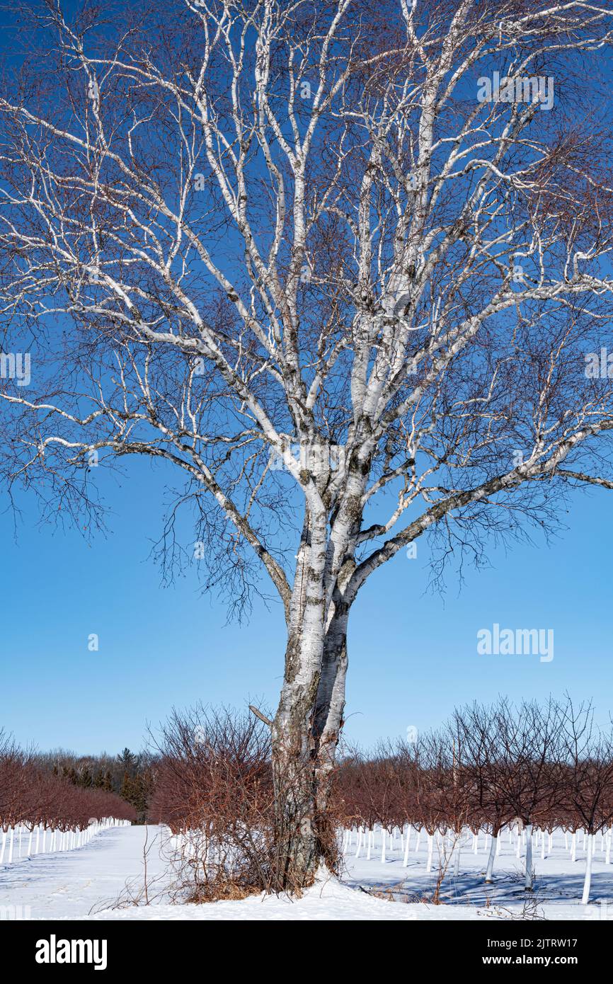 A large white Birch tree stands guard in front of a cherry orchard in ...