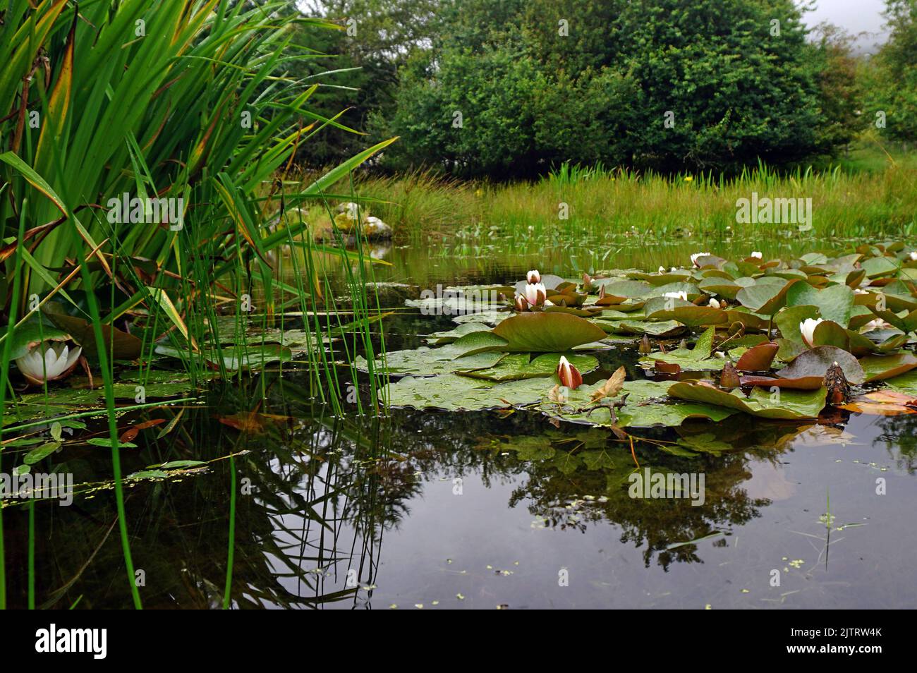 Lily in nature hi-res stock photography and images - Alamy