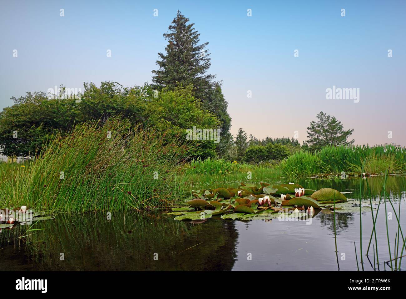 Lily in nature hi-res stock photography and images - Alamy