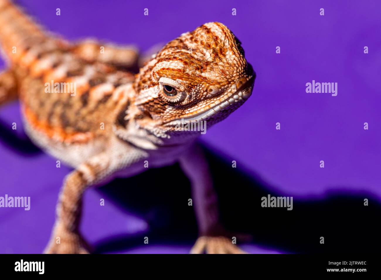 Pogona vitticeps, the central (or inland) bearded dragon, is a species ...