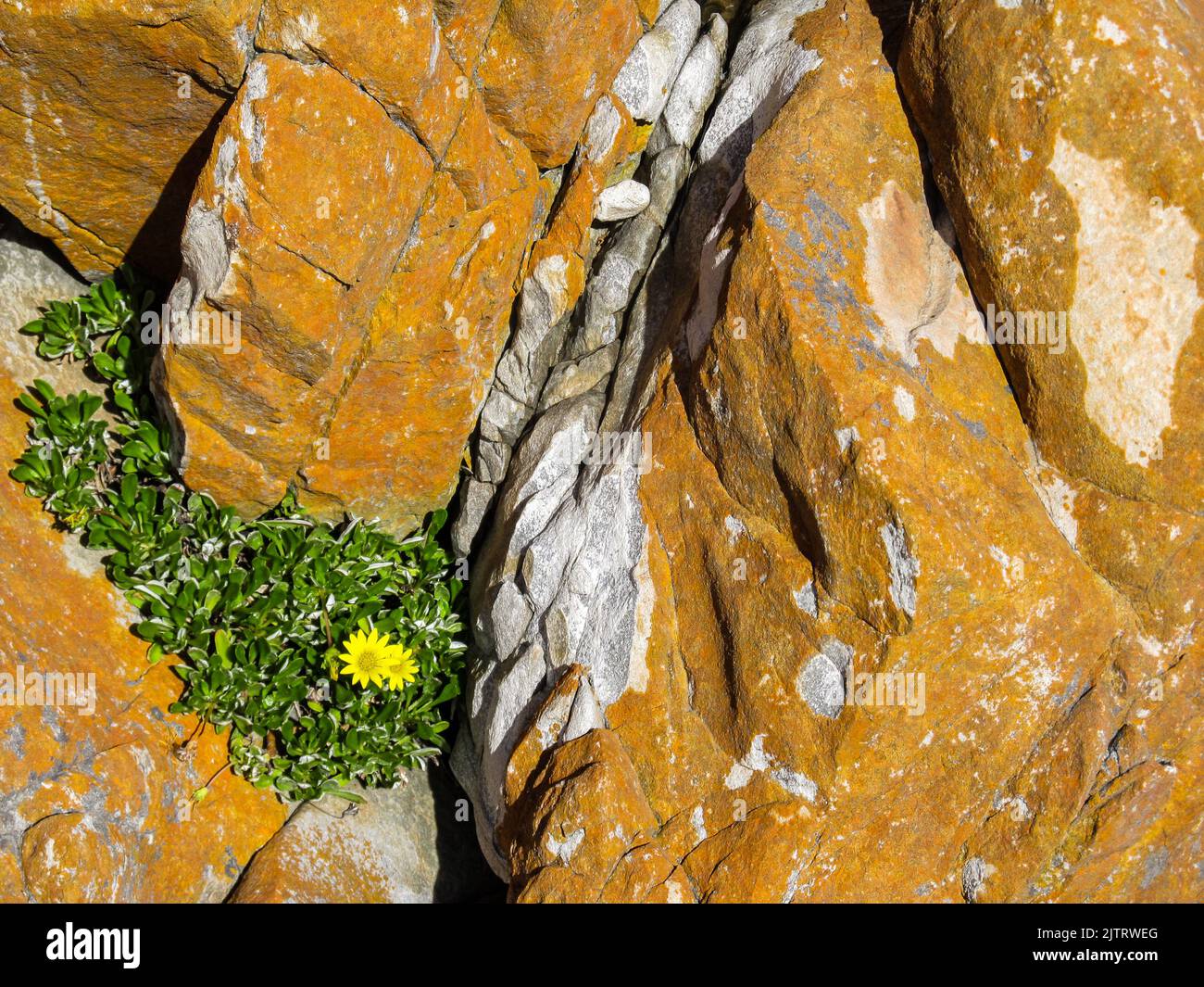 Rocks covered in bright orange Lichen, with a Strand Gazania, Gazania ...