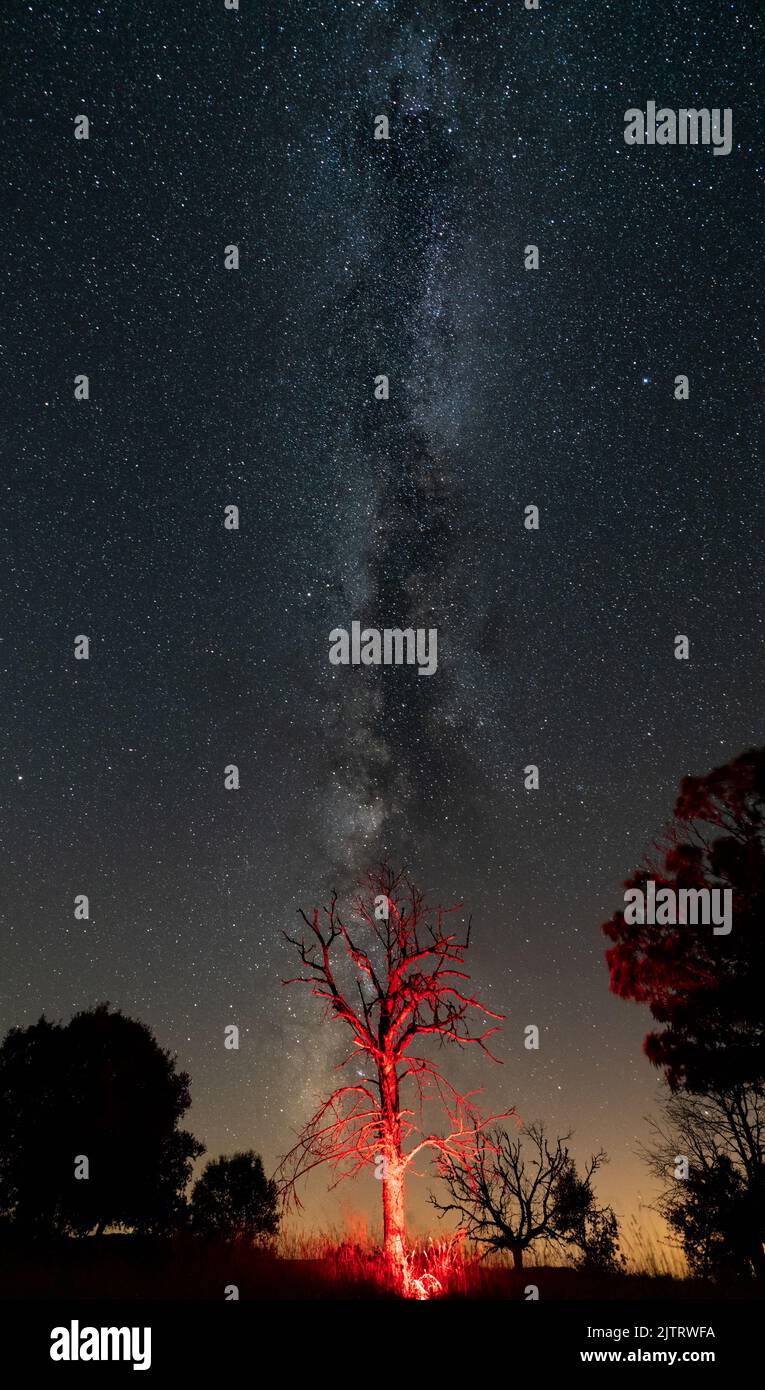 Red dead tree under the milky way Stock Photo - Alamy