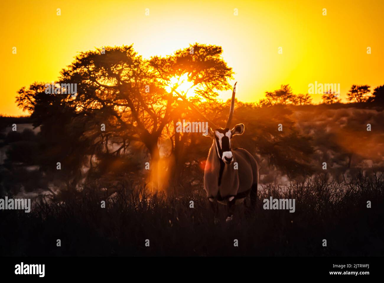 South African Oryx standing front view in front of sunset in Kgalagadi ...