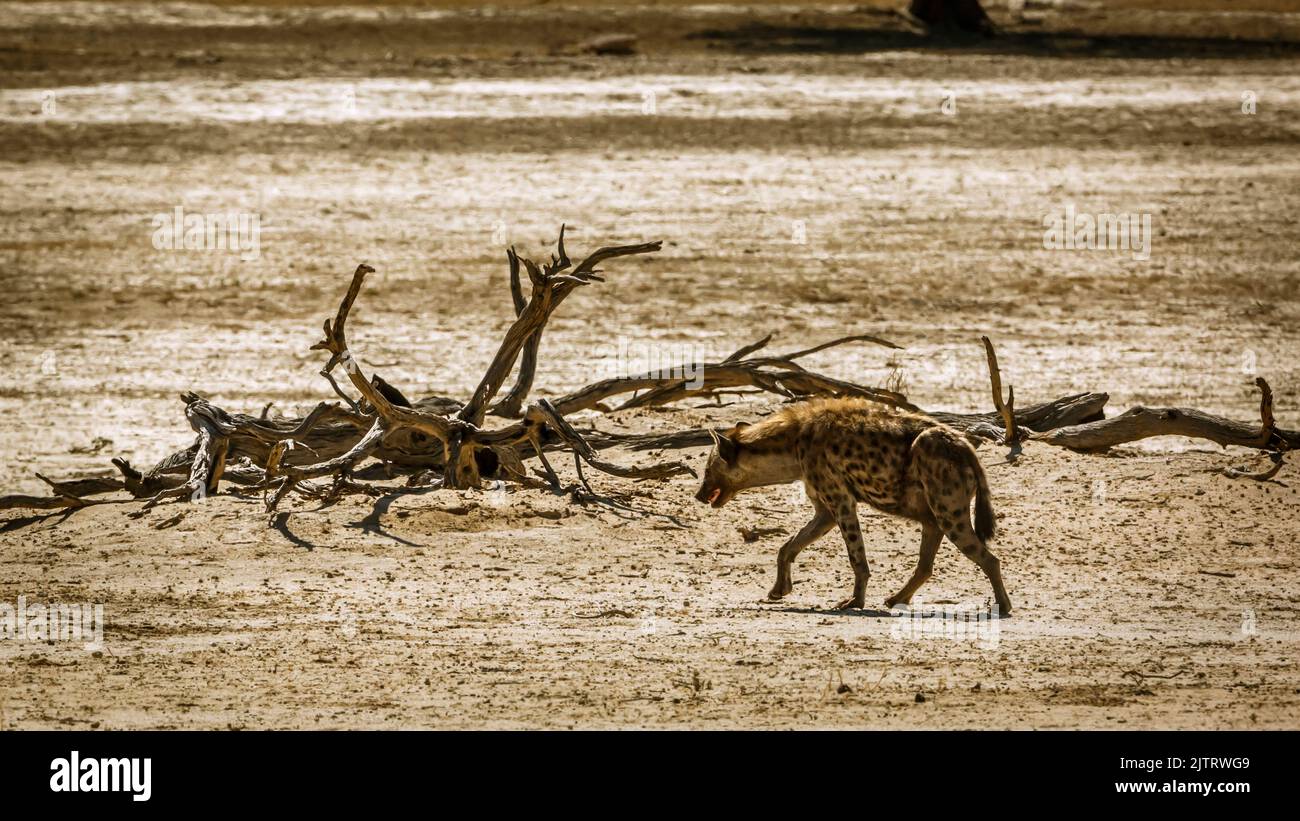 Spotted hyaena walking in desert land in Kgalagadi transfrontier park ...