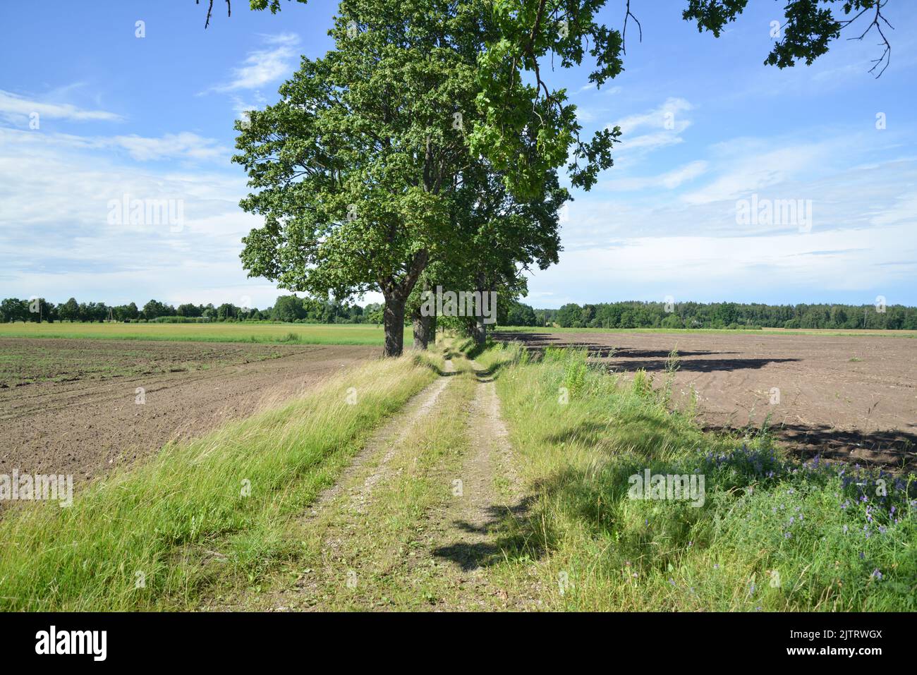 A field road next to a plowed field in spring Stock Photo - Alamy