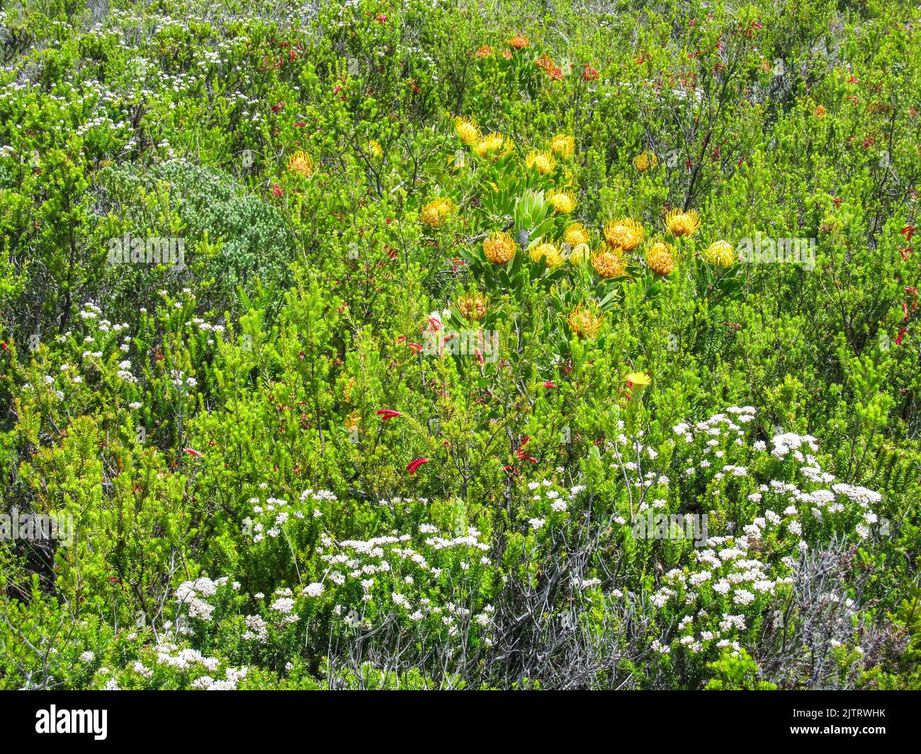 A mass of different flowering fynbos, including Proteas and Ericas, in ...