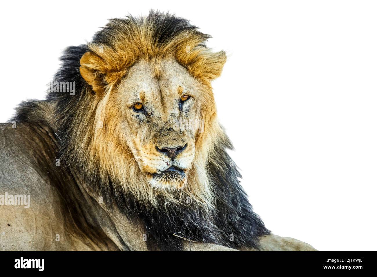 African lion male black mane portrait isolated in white background in ...
