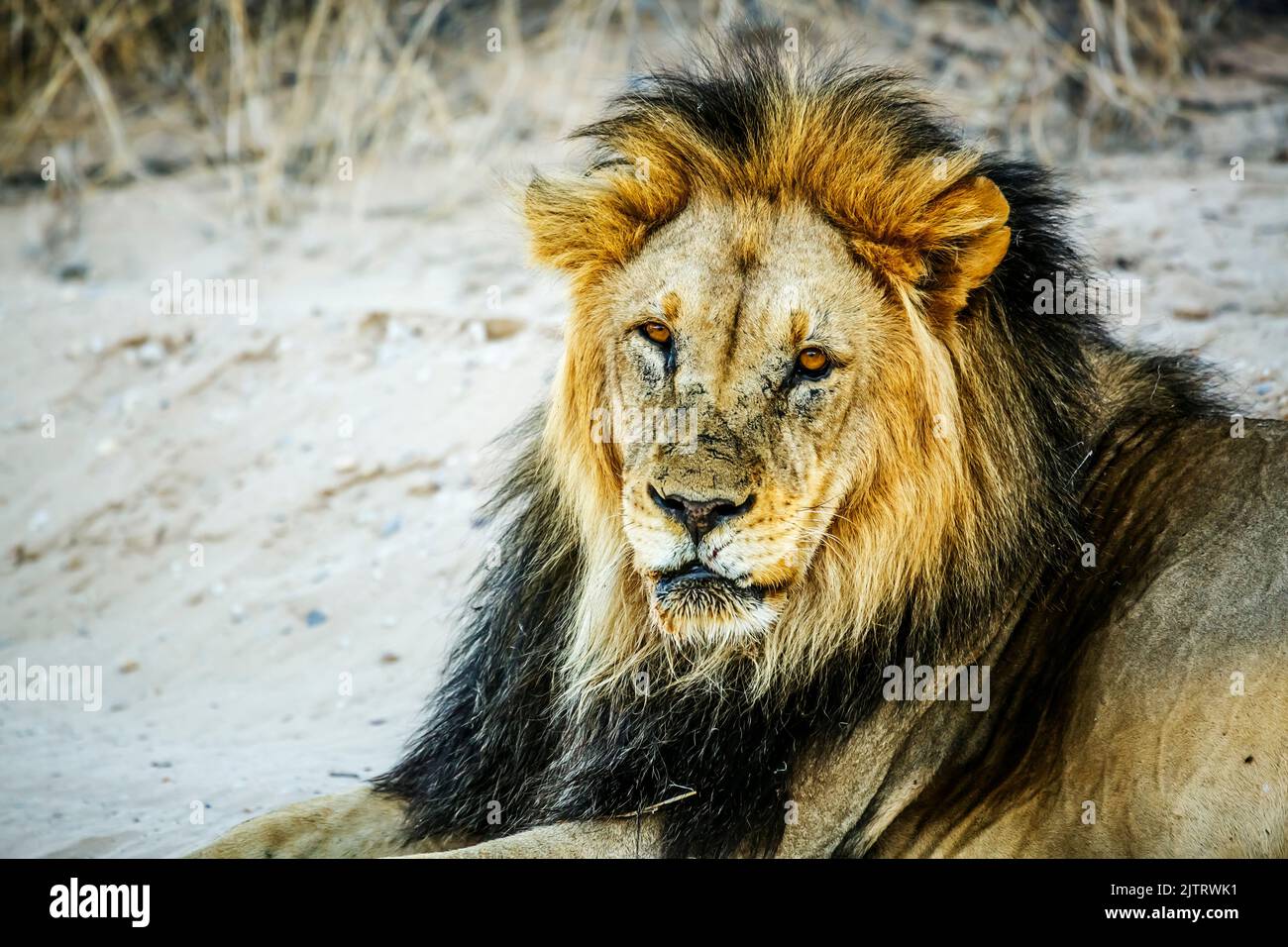 African lion male black mane portrait isolated in white background in ...