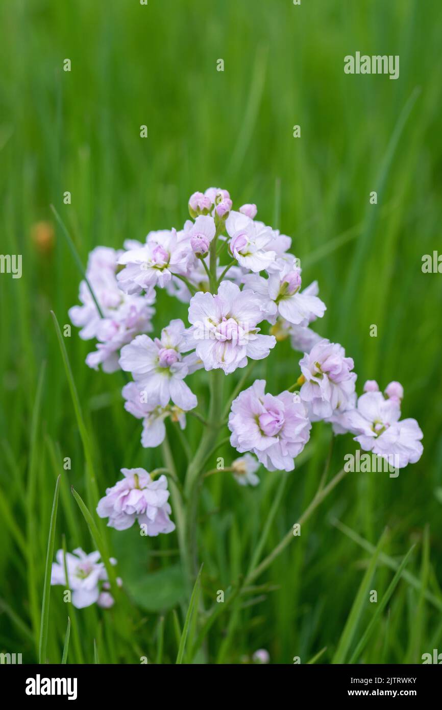 Mayflowers with filled blossoms (Cardamine pratensis) in a forage ...