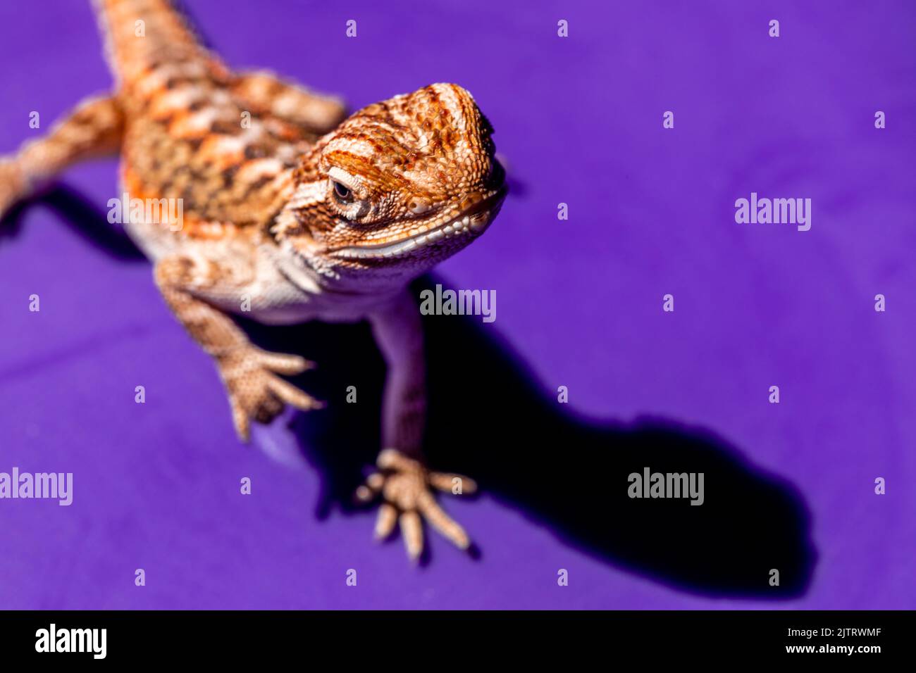 Pogona vitticeps, the central (or inland) bearded dragon, is a species ...