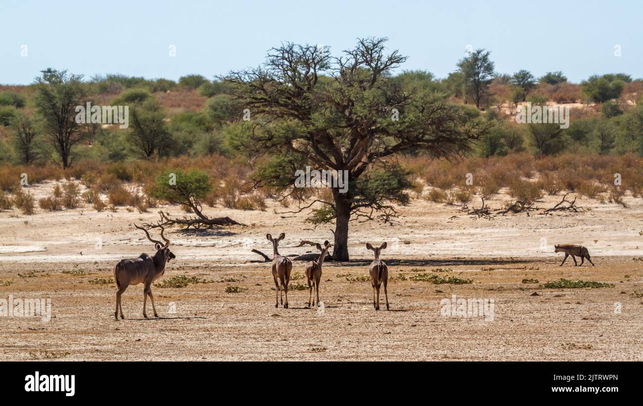 Greater kudu in alert watching spotted hyena walking by in Kglagadi ...