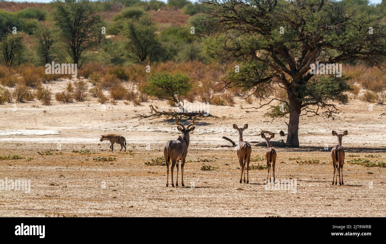 Greater kudu in alert watching spotted hyena walking by in Kglagadi ...