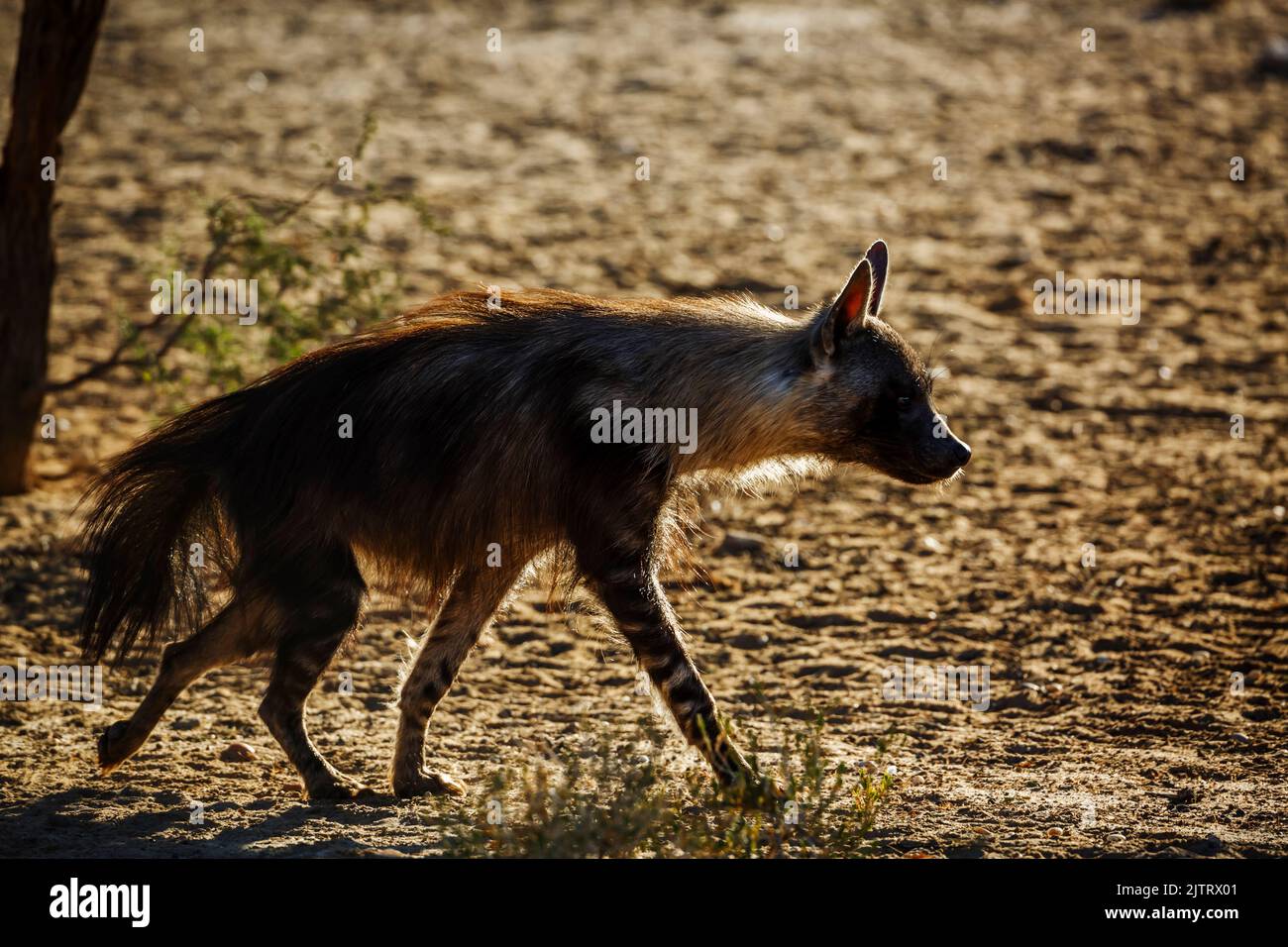 brown hyena walking in dry land in Kgalagadi transfrontier park, South ...