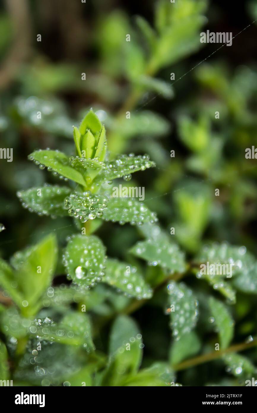 Small leaves covered in dewdrops in the undergrowth of the Tsitsikamma ...