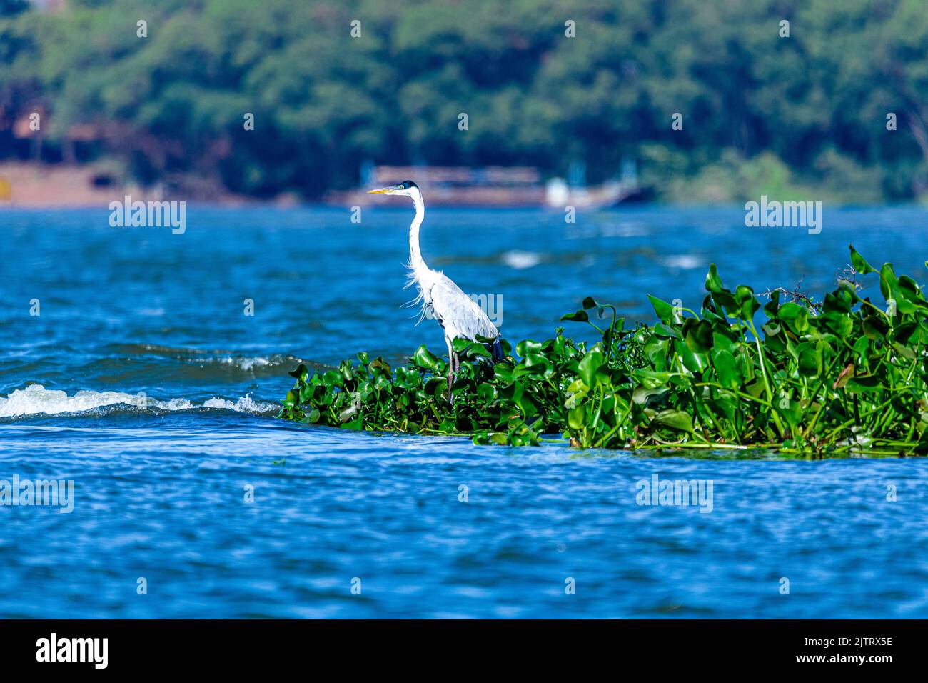The herons are long-legged freshwater and coastal birds in the family ...