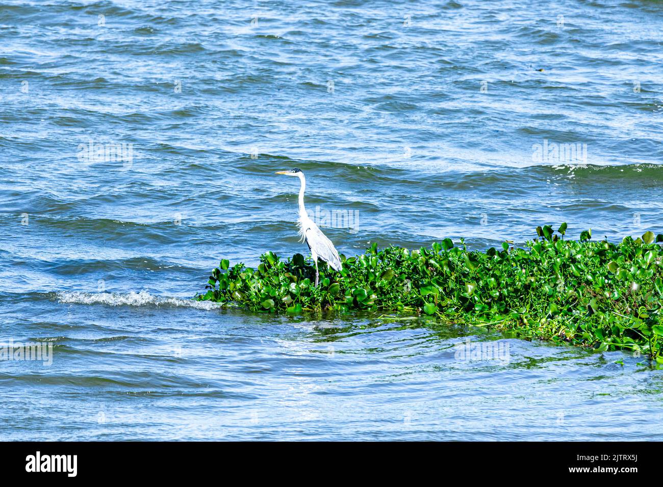 The herons are long-legged freshwater and coastal birds in the family ...