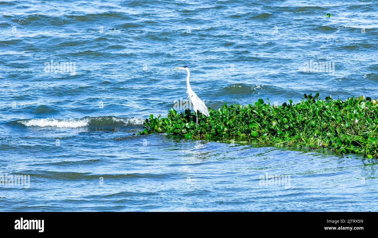 The herons are long-legged freshwater and coastal birds in the family ...