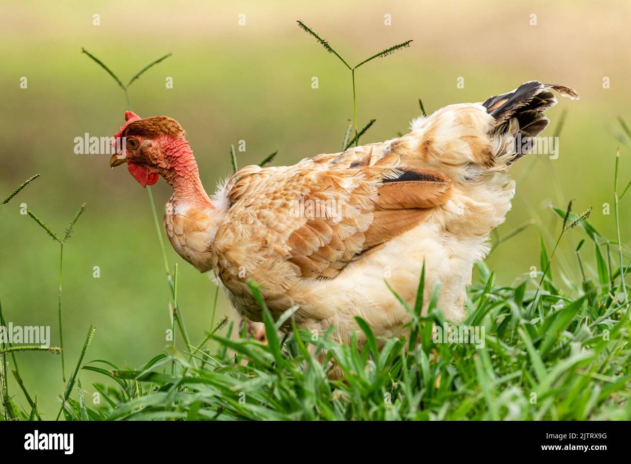 Free range chicken on a traditional poultry farm Stock Photo - Alamy