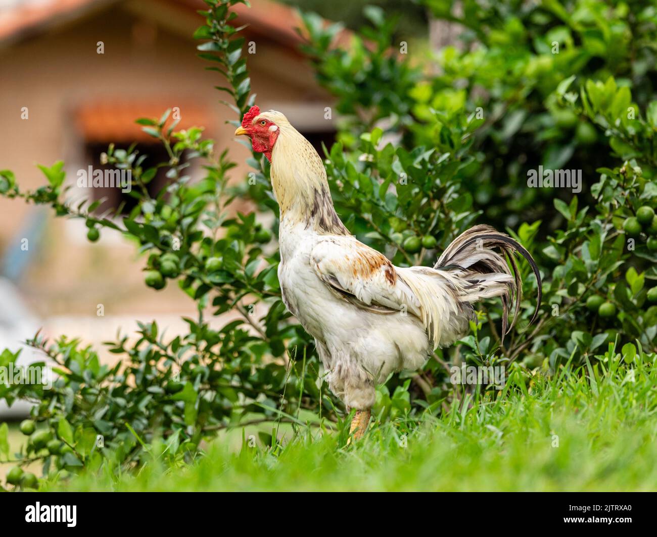 Free range chicken on a traditional poultry farm Stock Photo - Alamy