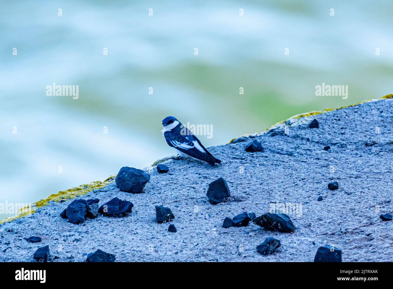 The swallows, martins and saw-wings, or Hirundinidae, are a family of ...