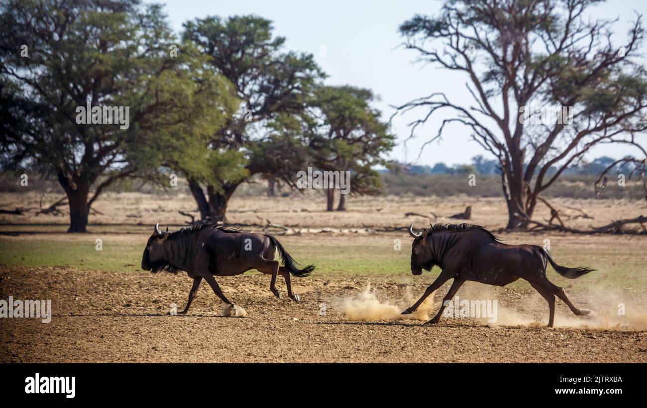 Two Blue wildebeest running out in dry land in Kgalagadi transfrontier ...