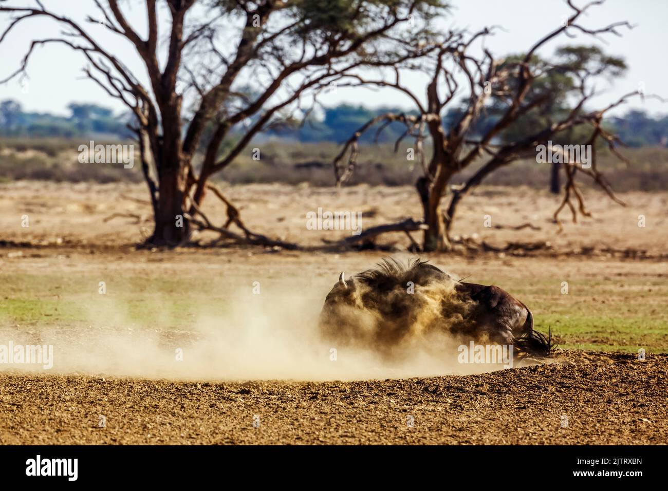 Blue wildebeest shaking in sand in Kgalagadi transfrontier park, South ...