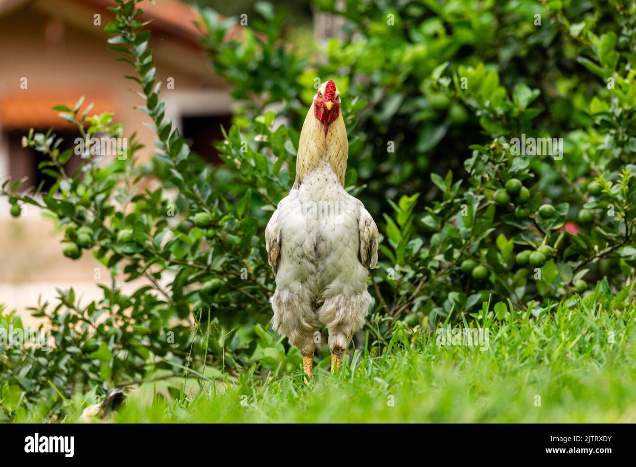 Free range chicken on a traditional poultry farm Stock Photo - Alamy