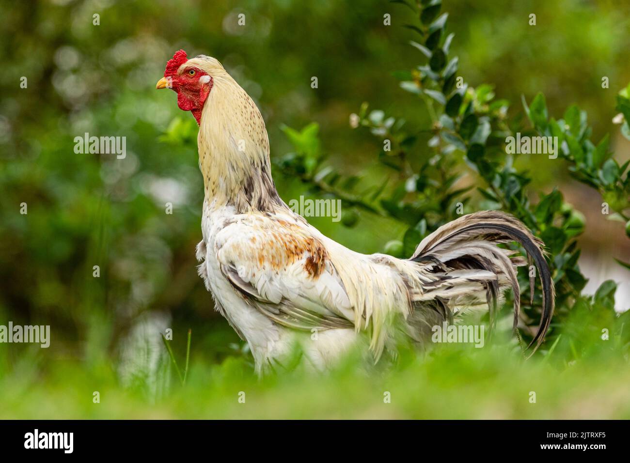Free range chicken on a traditional poultry farm Stock Photo - Alamy