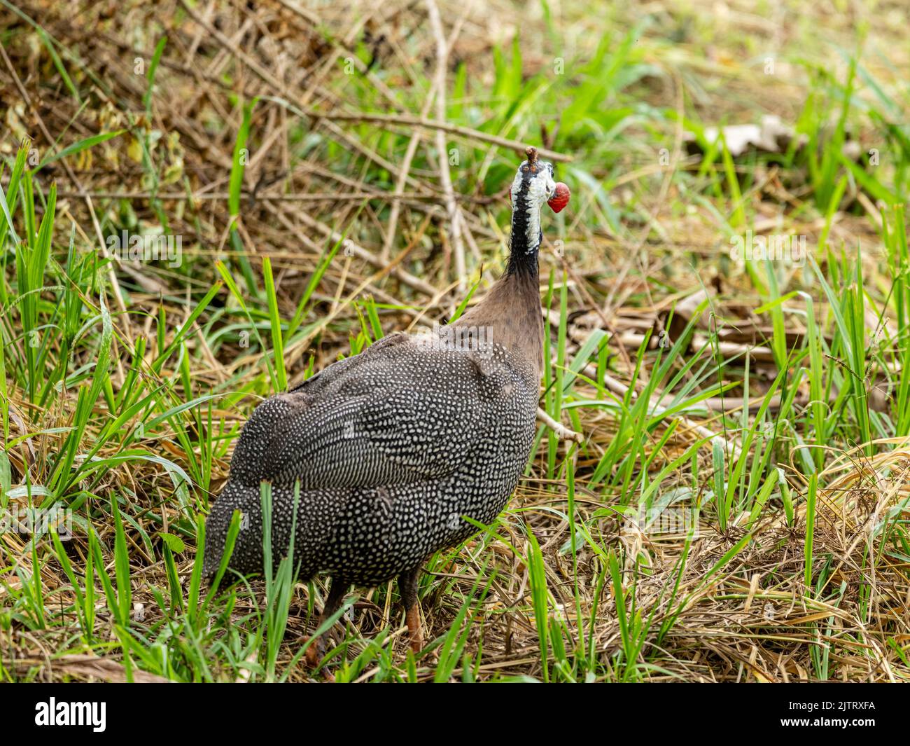 Angola hen walking on the farm lawn Stock Photo - Alamy