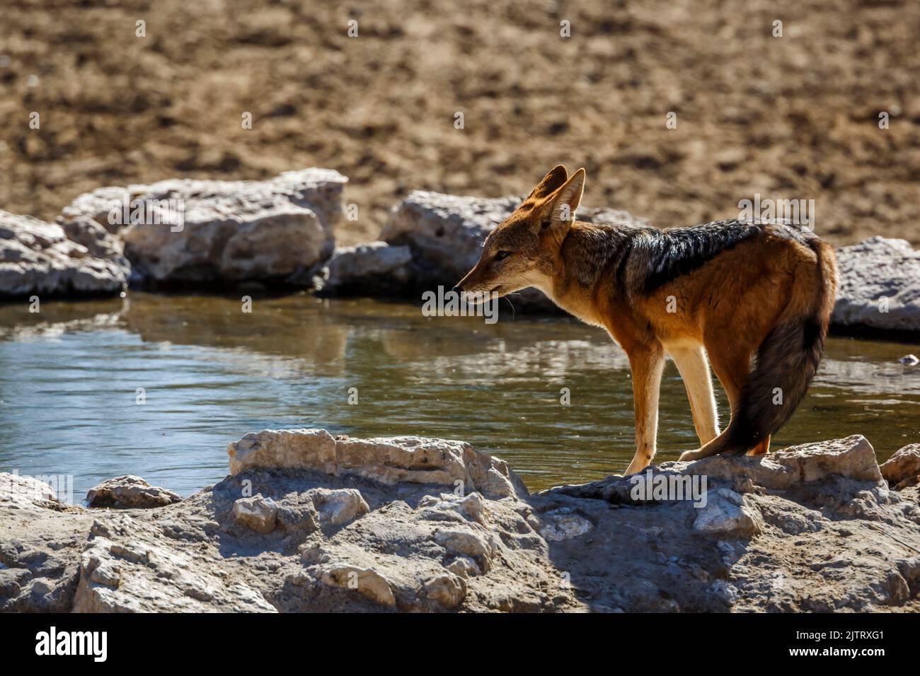 Black backed jackal drinking at waterhole in Kgalagadi transfrontier ...
