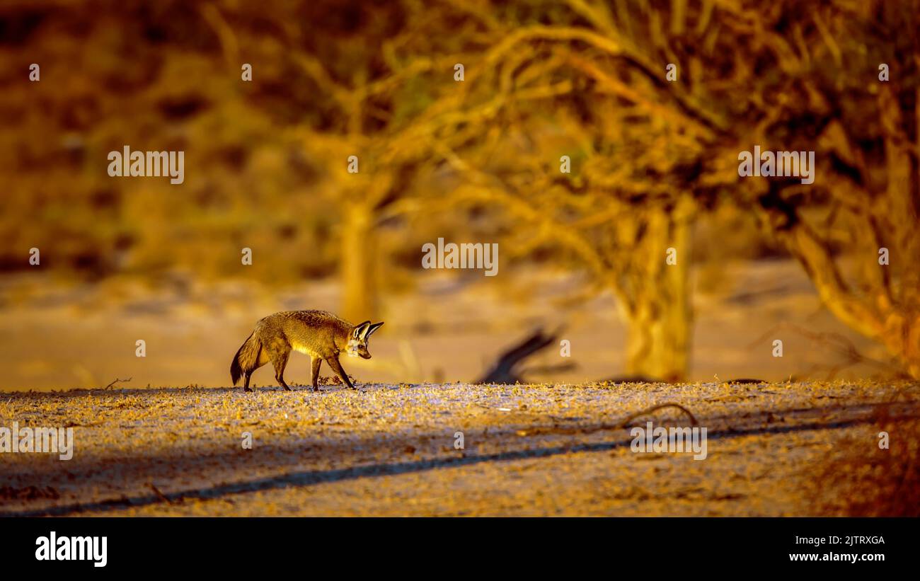 Bat-eared fox walking at dusk in dry land in Kgalagadi transfrontier ...