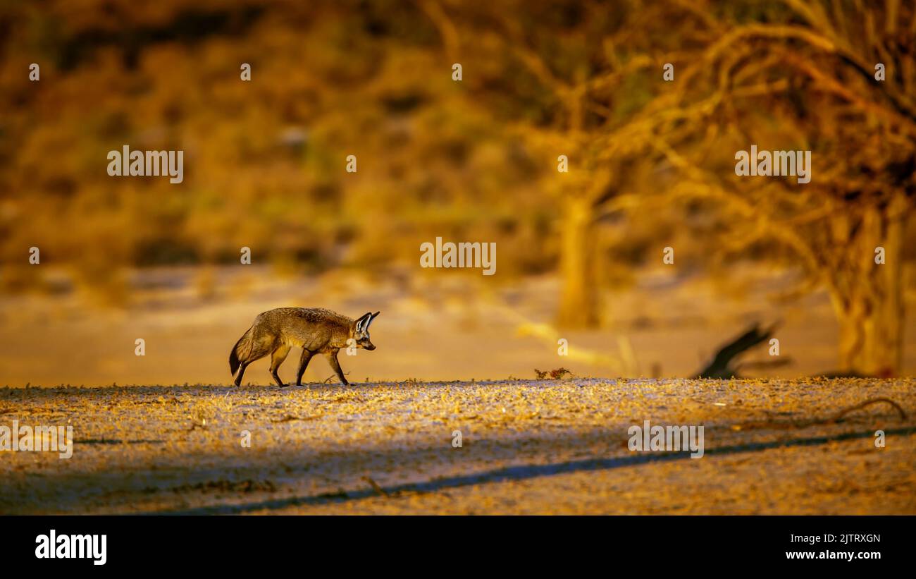Bat-eared fox walking at dusk in dry land in Kgalagadi transfrontier ...