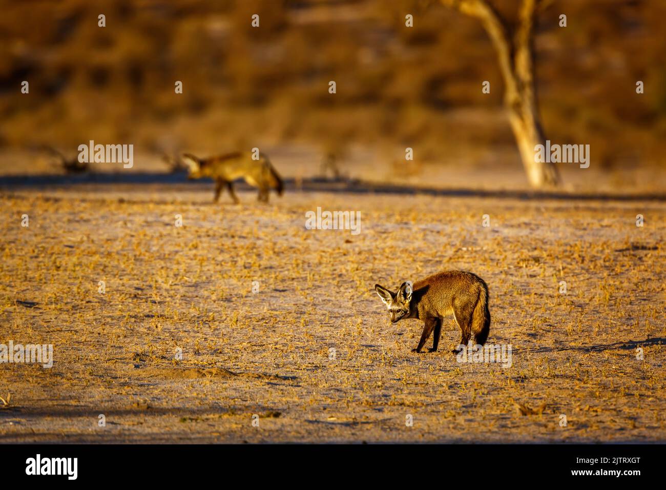 Two Bat-eared fox standing front view in dry land in Kgalagadi ...