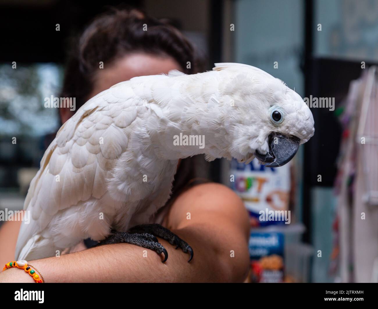 Cockatoo alba on a woman's arm Stock Photo - Alamy