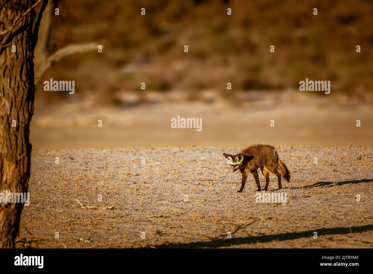 Bat-eared fox standing front view in dry land in Kgalagadi ...