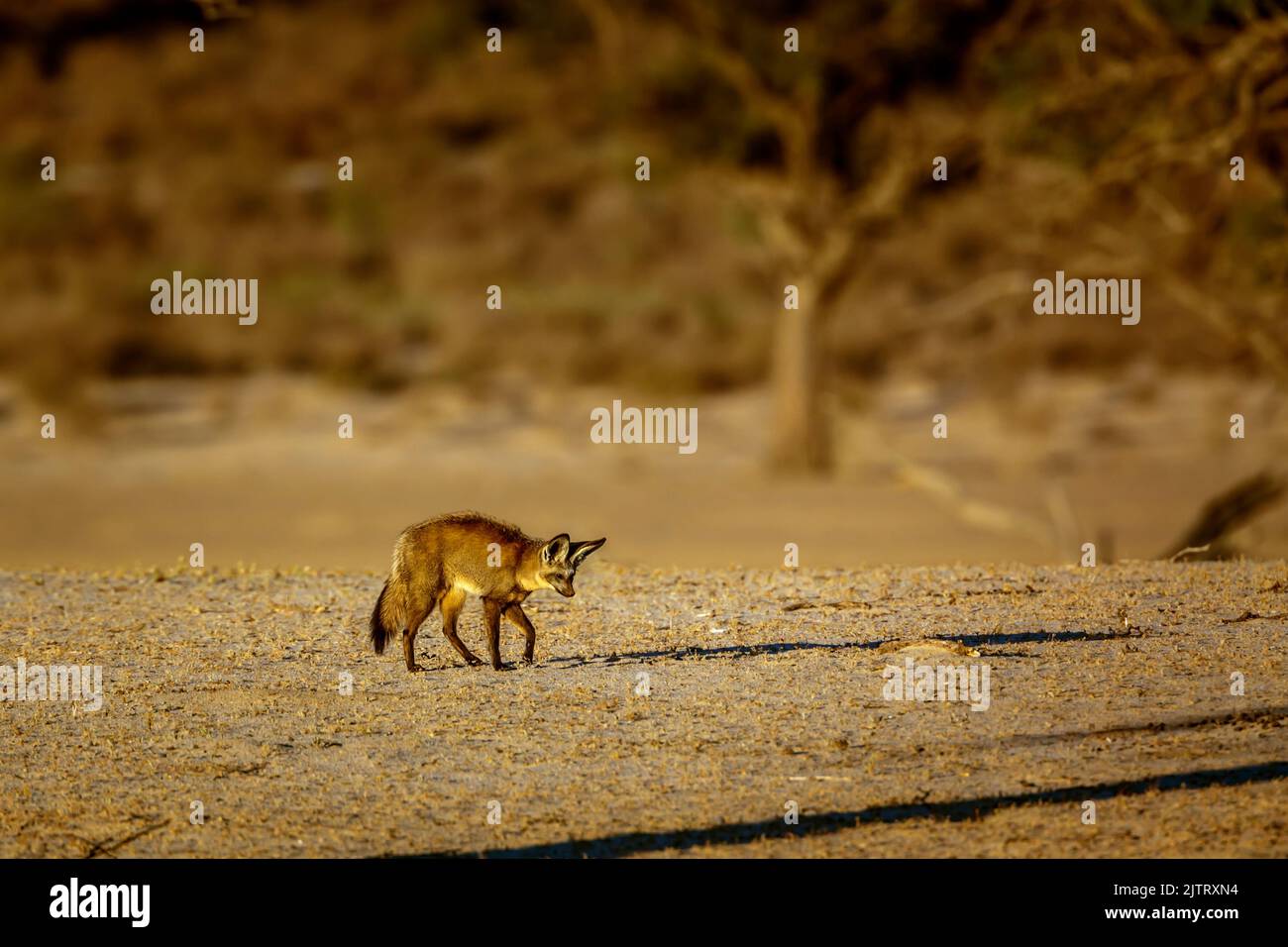 Bat-eared fox standing front view in dry land in Kgalagadi ...