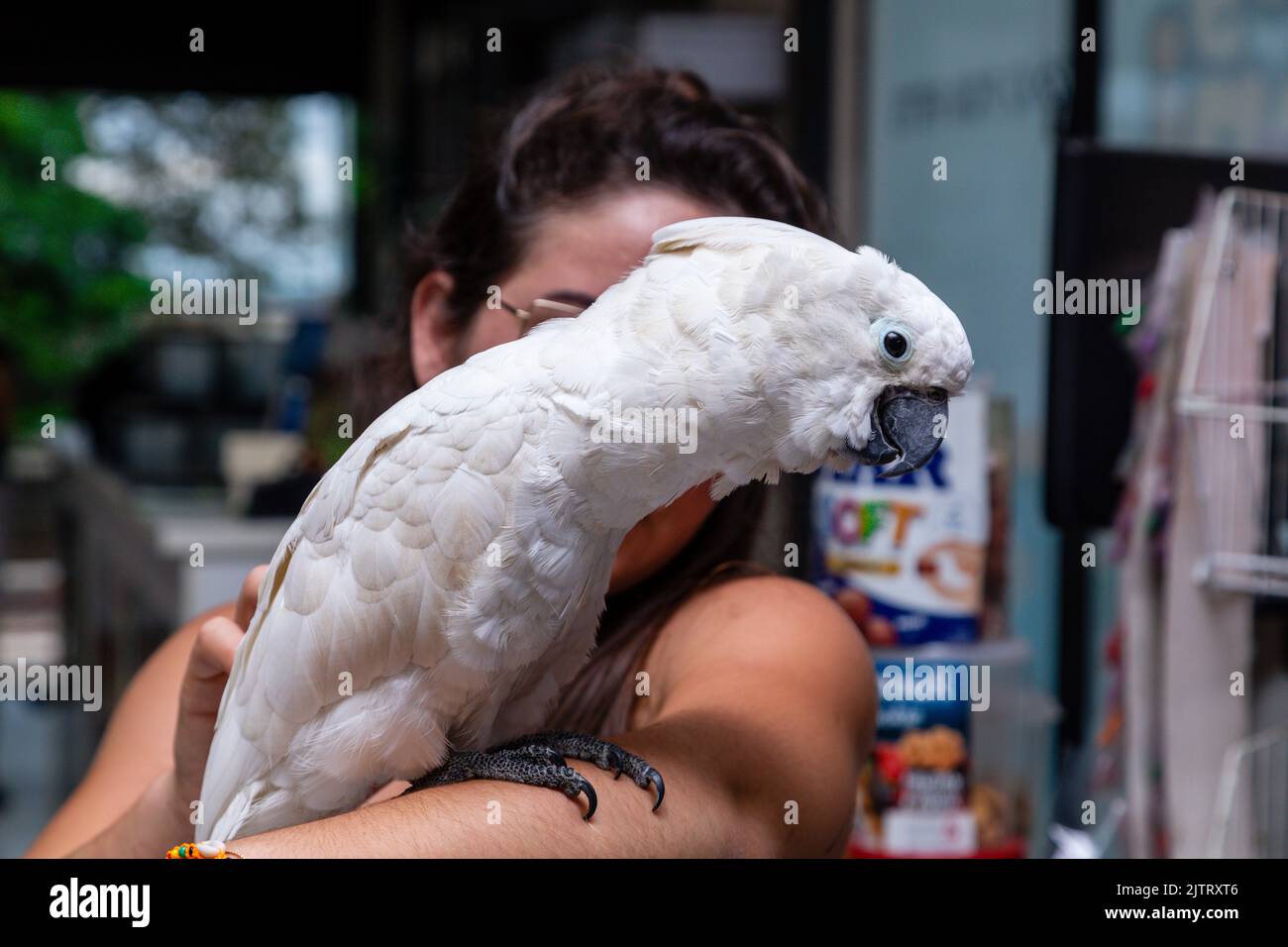 Cockatoo alba on a woman's arm Stock Photo - Alamy