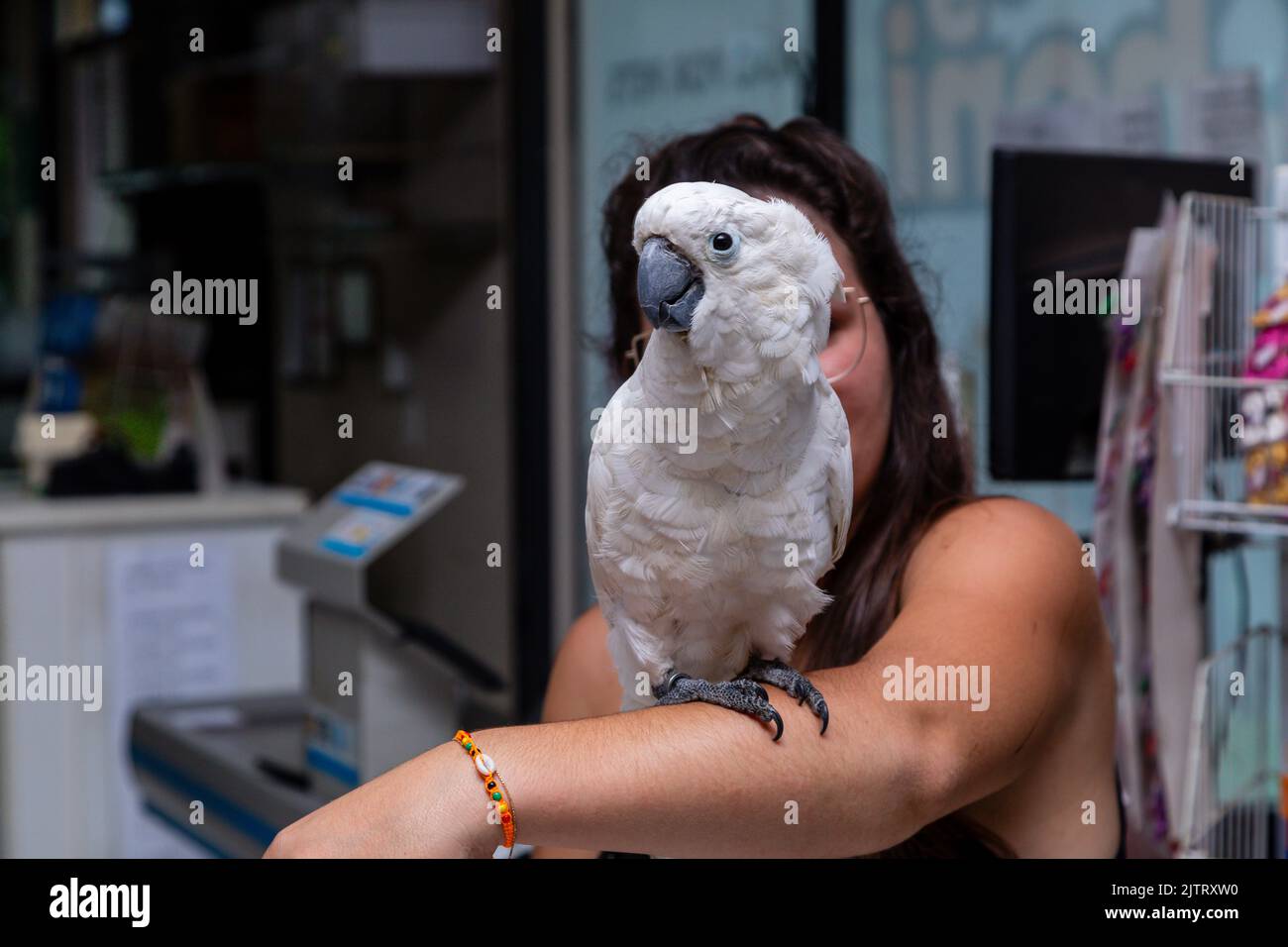 Cockatoo alba on a woman's arm Stock Photo - Alamy