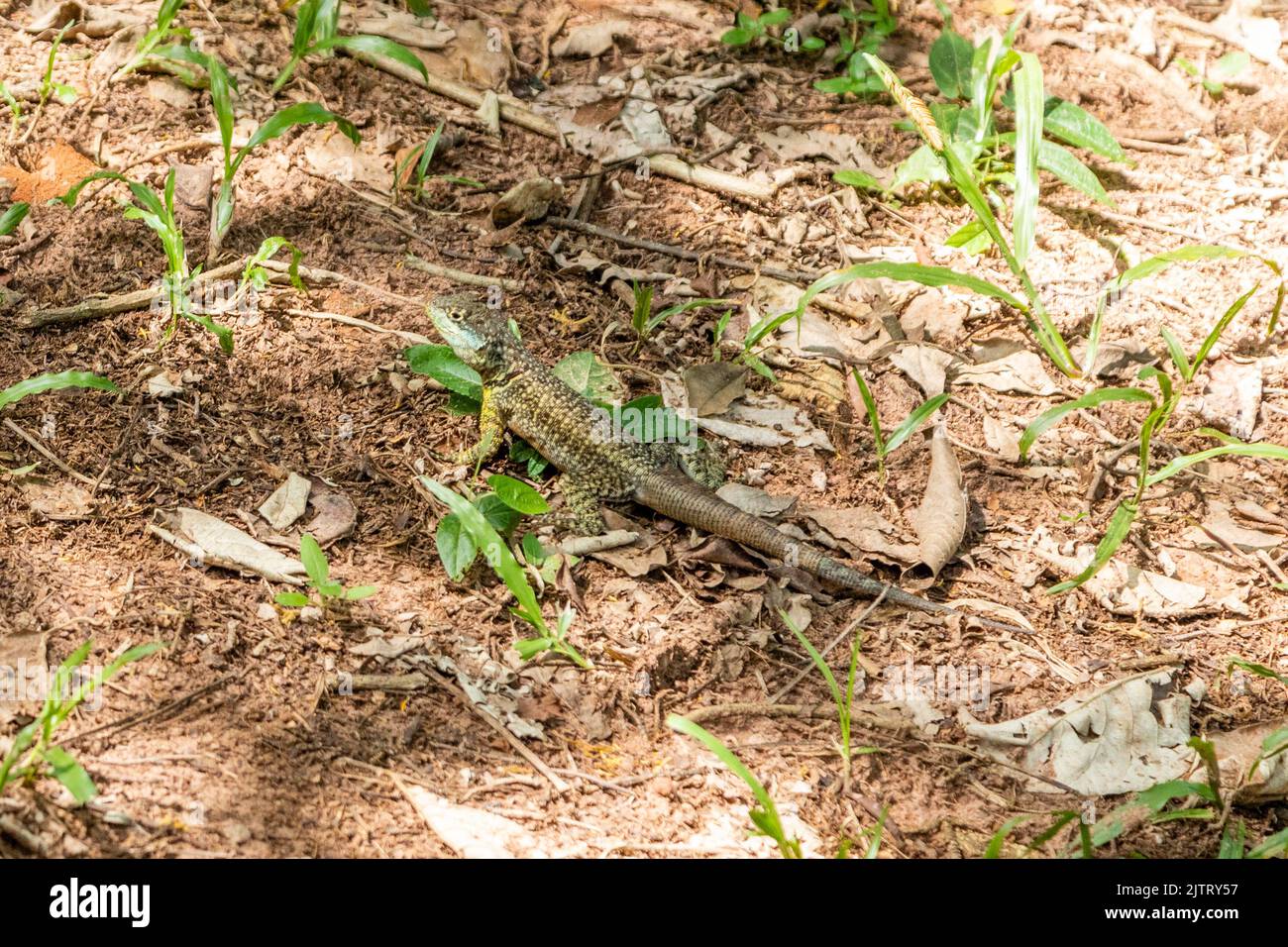 Tropidurus oreadicus sunbathing, Brazilian lizard Stock Photo - Alamy