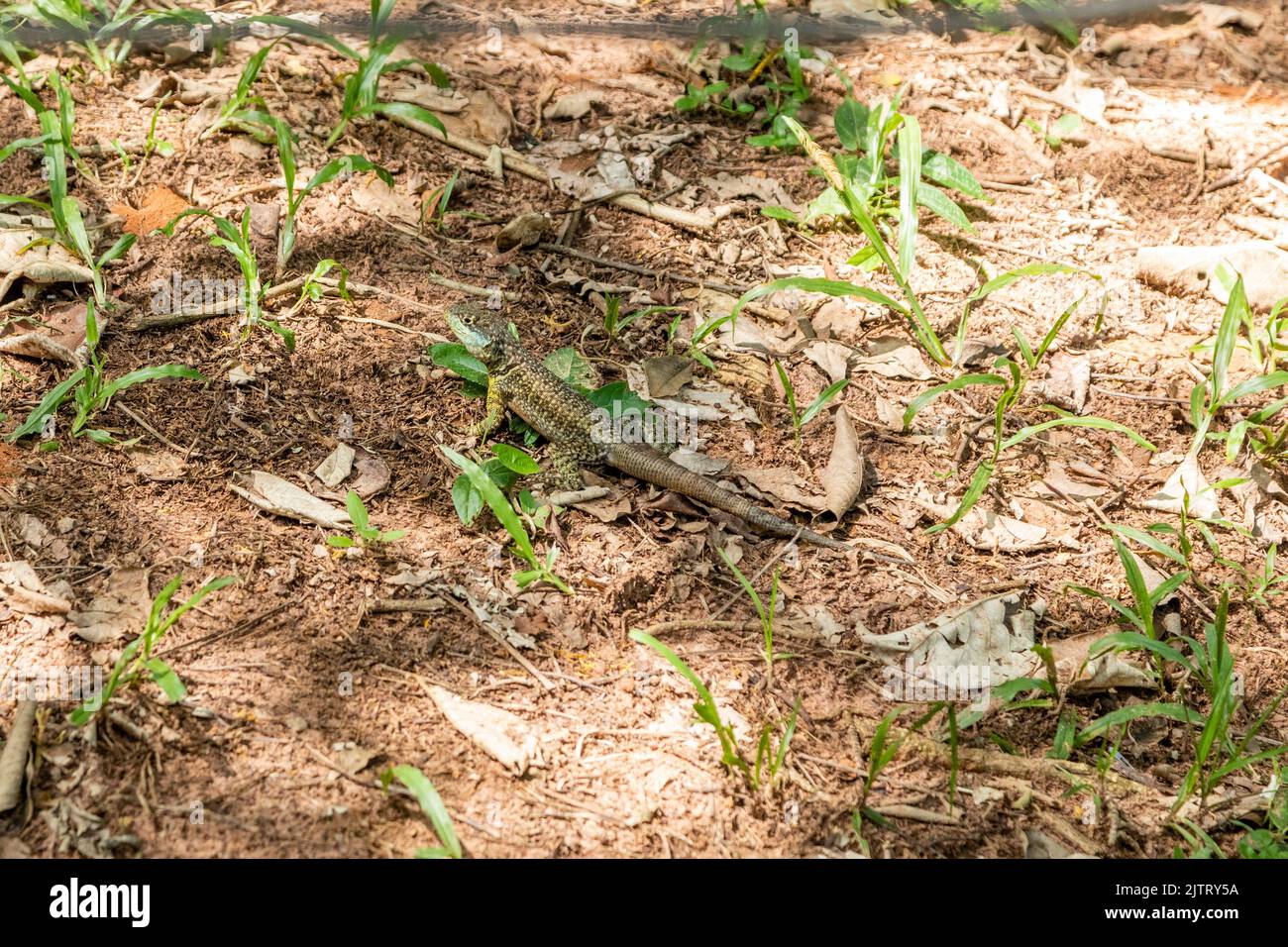 Tropidurus oreadicus sunbathing, Brazilian lizard Stock Photo - Alamy