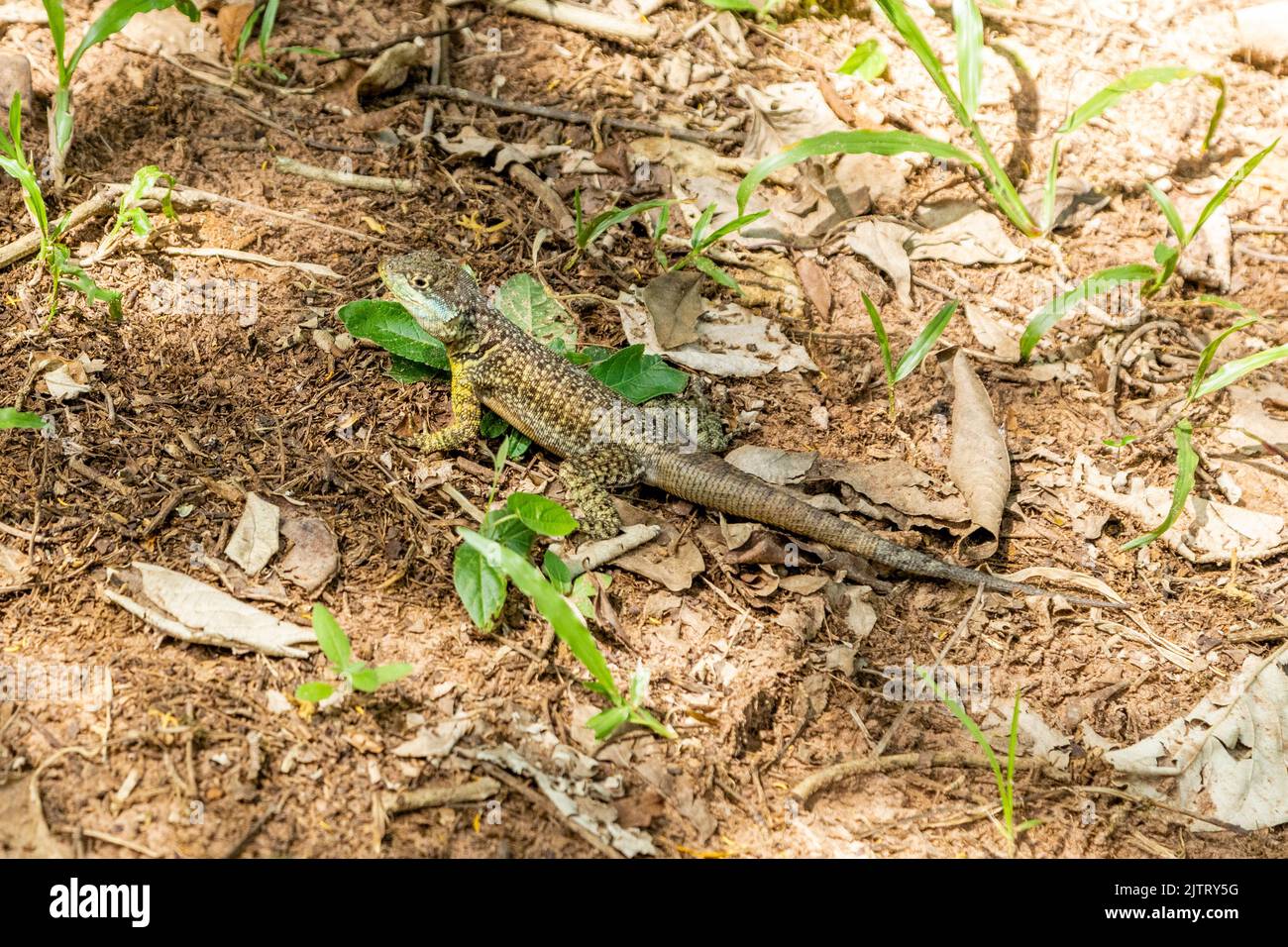 Tropidurus oreadicus sunbathing, Brazilian lizard Stock Photo - Alamy