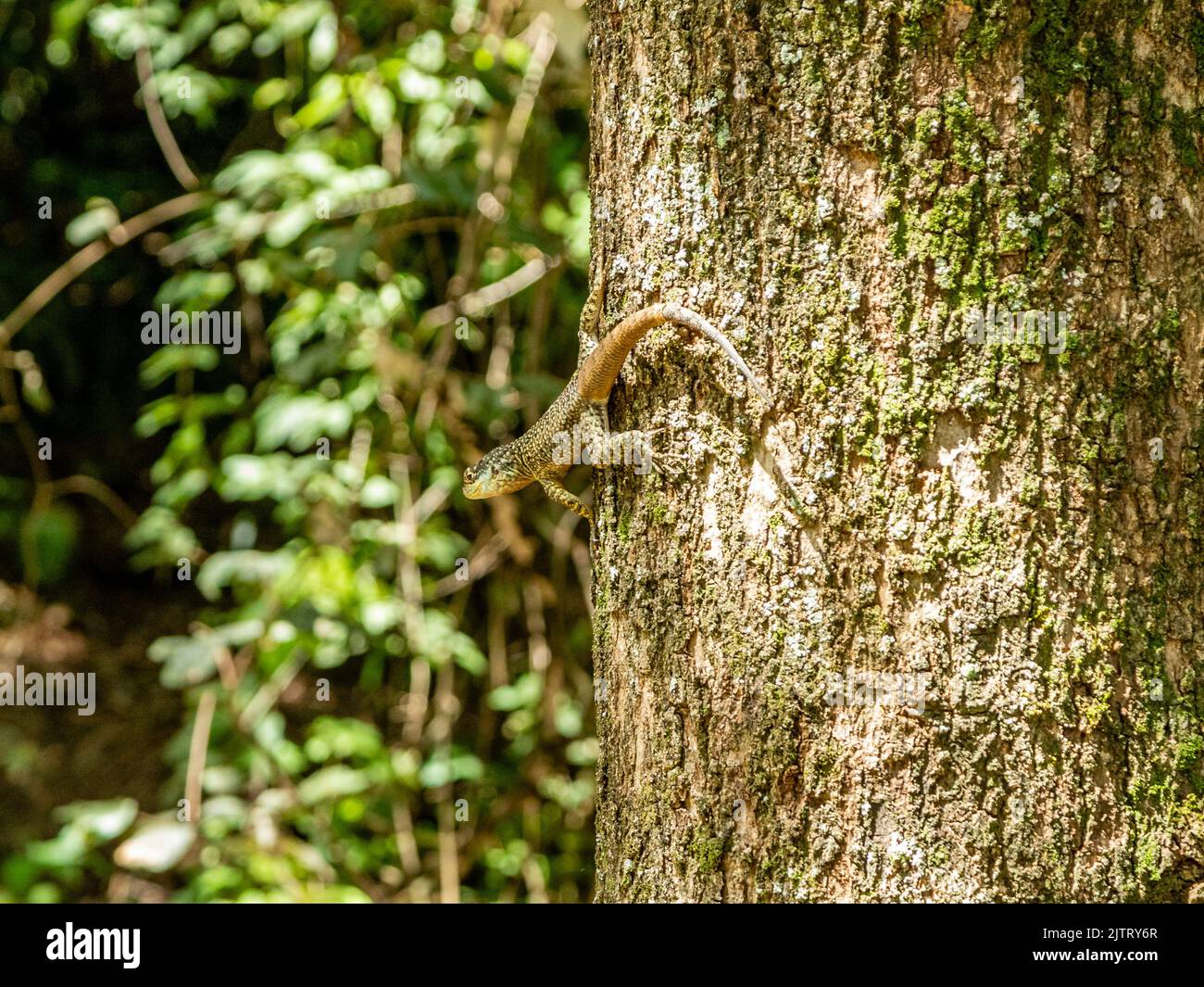 Tropidurus oreadicus sunbathing, Brazilian lizard Stock Photo - Alamy