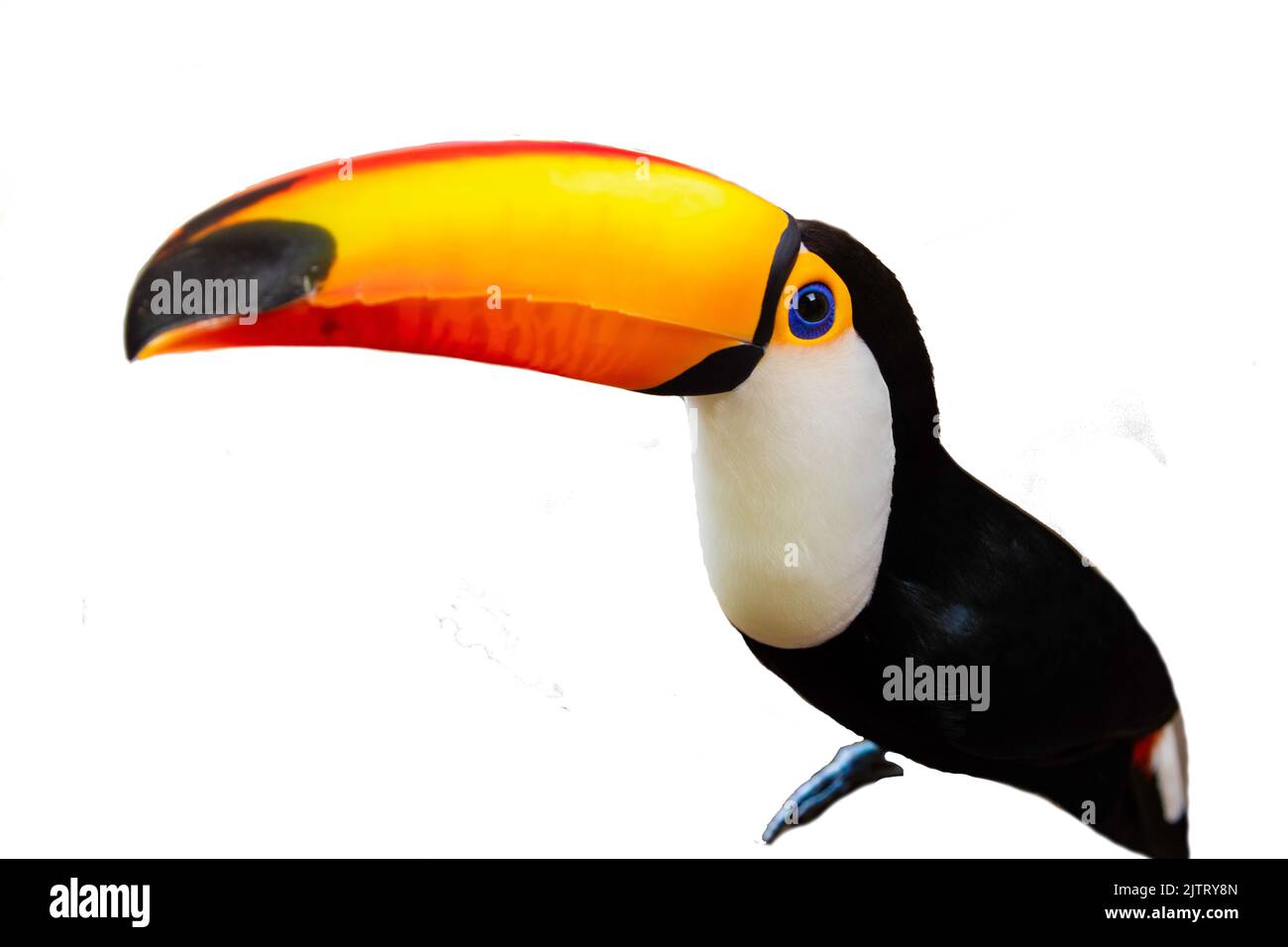 Tucan toco Cut Out Stock Images & Pictures - Alamy