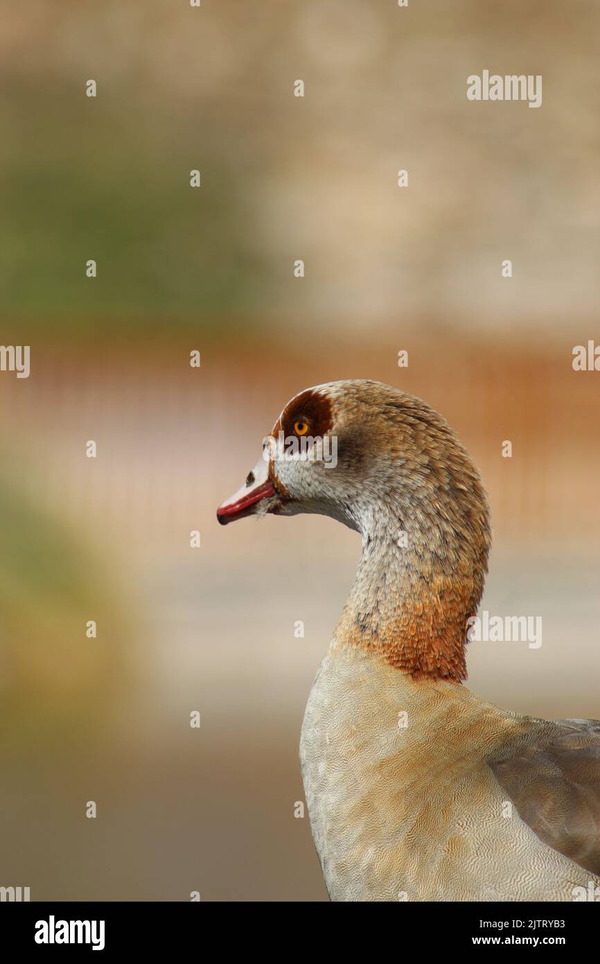 Portrait of a nile goose in a park in Madrid.The Nile goose or Egyptian ...