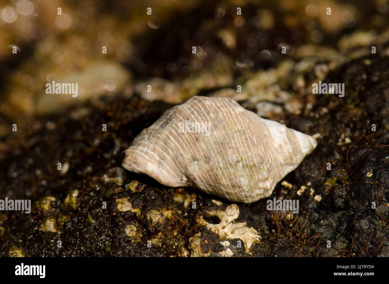 Shell of red-mouthed rock shell Stramonita haemastoma. La Garita. Telde ...
