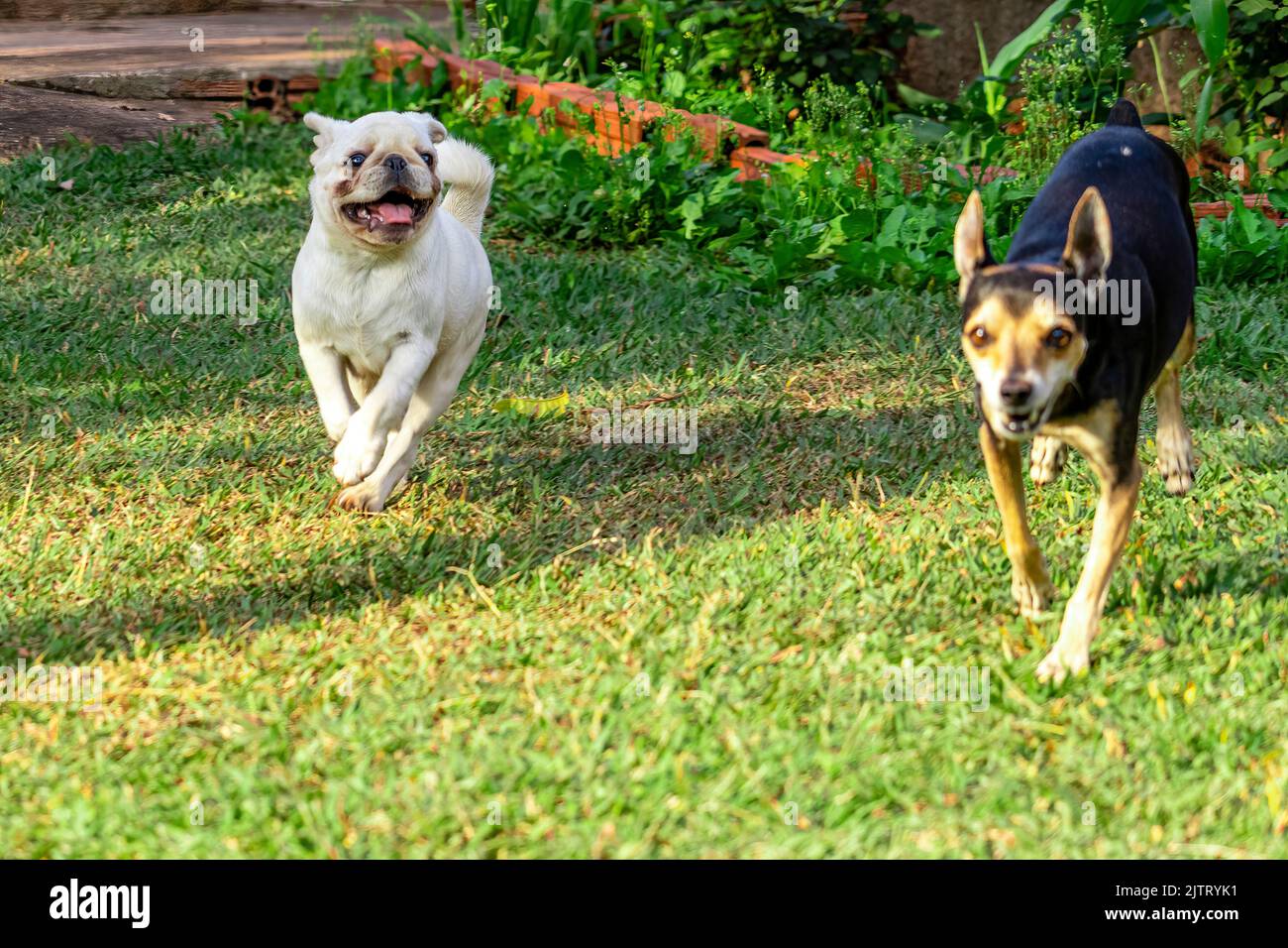 Miniature pinscher pug hi-res stock photography and images - Alamy